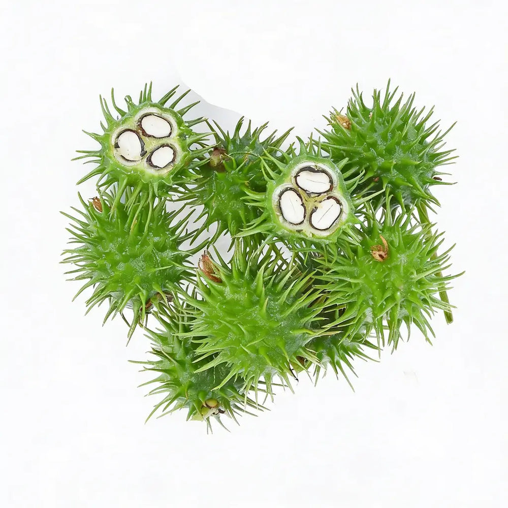 Essential Rosemary Hair Revival Oil – Medíté Oils